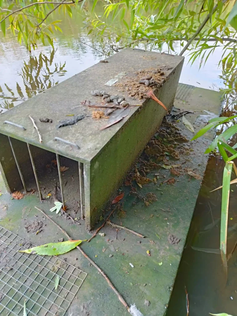 Water vole signs - Cotswold Diary