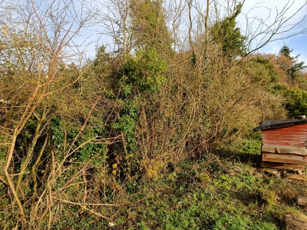 Taming the hedge - Cotswold Diary