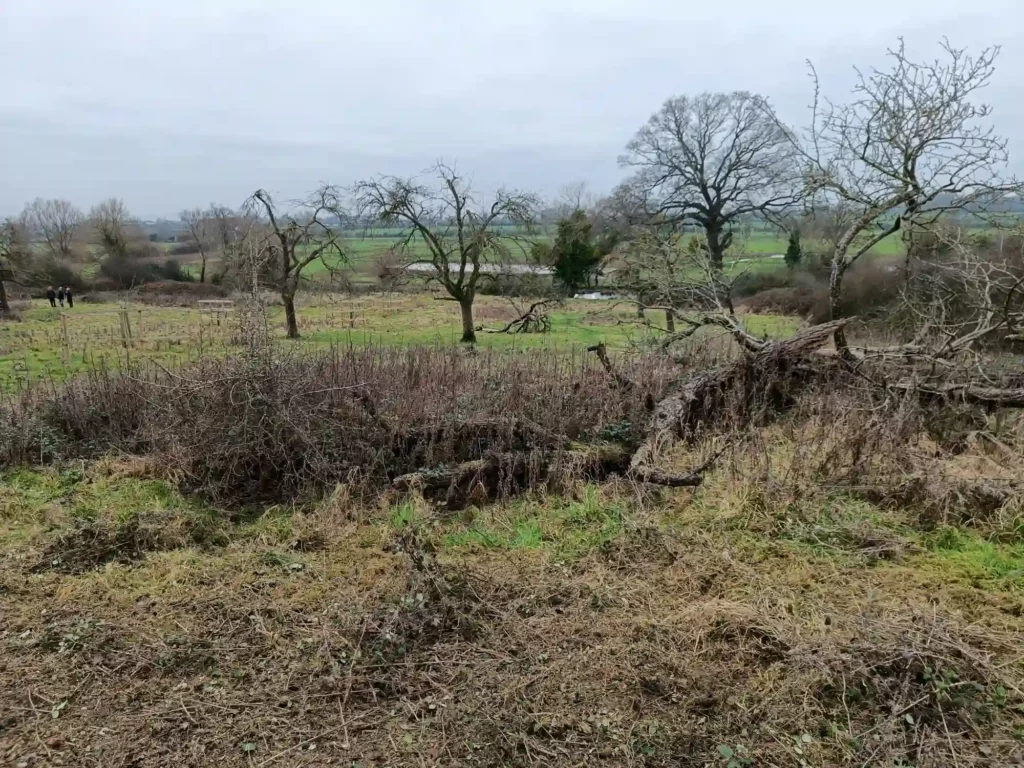 Keeping back the bramble - Cotswold Diary