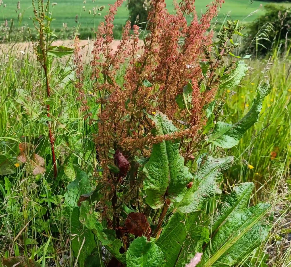 Harvesting dock - Cotswold Diary