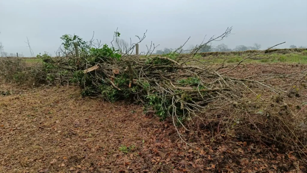 Laying common dead hedge - Cotswold Diary